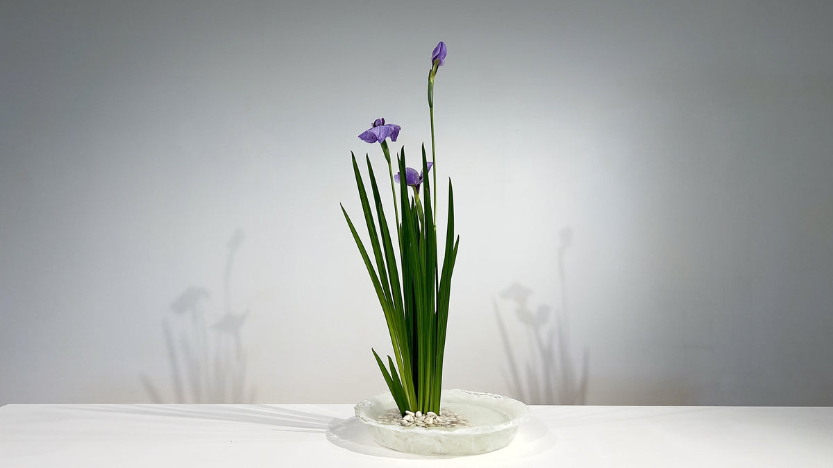 5-17 Japanese Iris, Rabbit-ear Iris by Ms.Gaho Isono – anytime SOGETSU